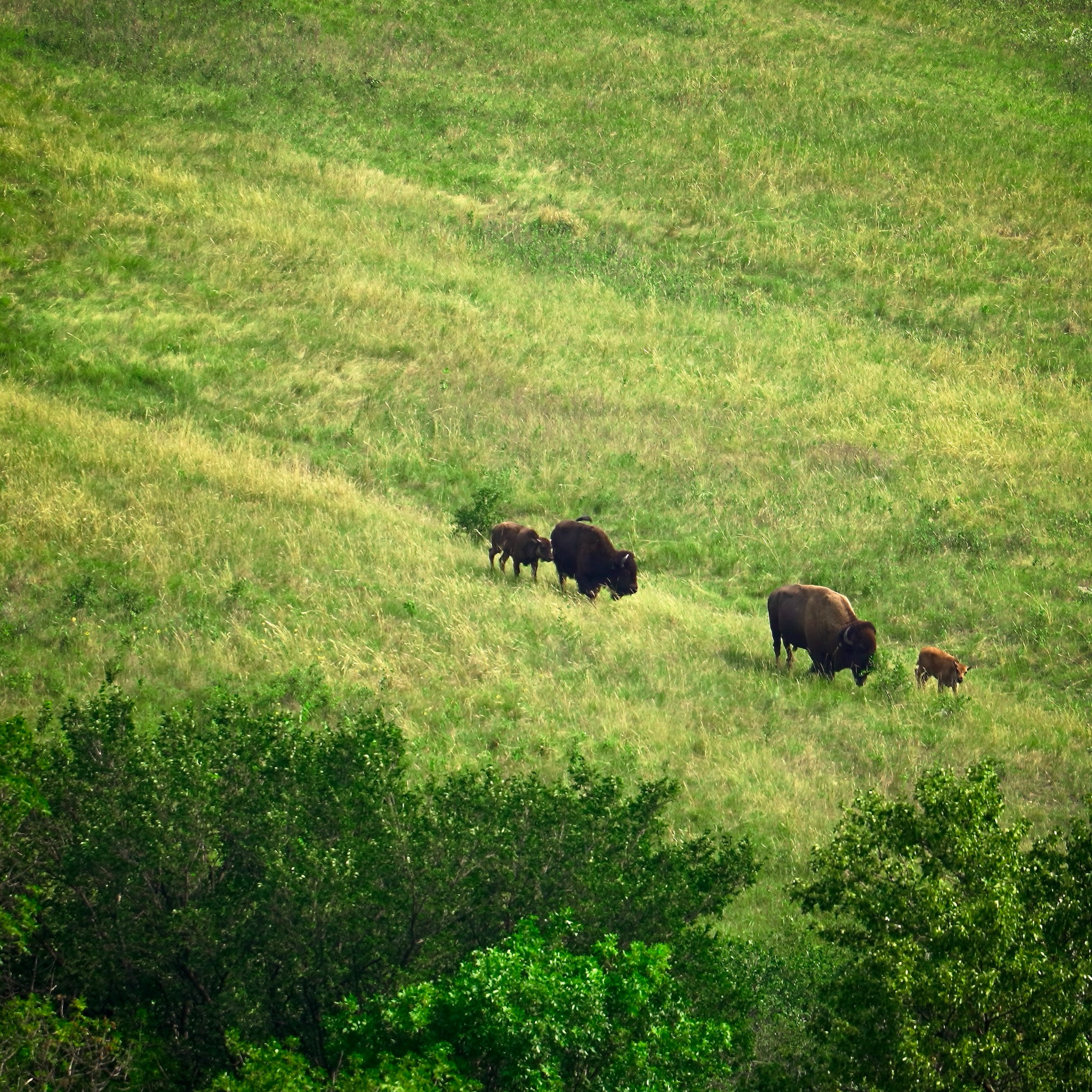 Remembering North American Bison - Friday Sushi